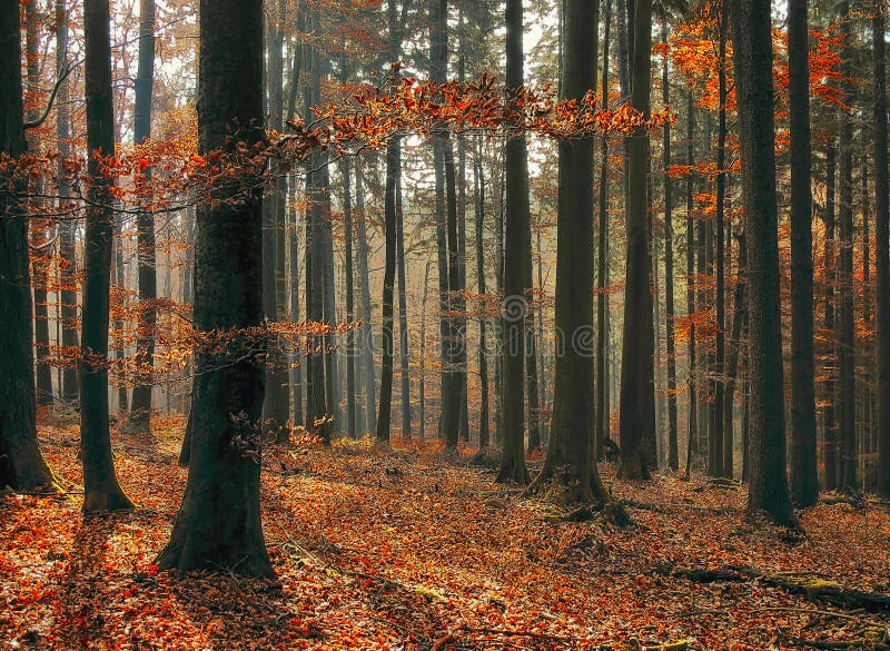 Autumn mood in the forest stock image. Image of leaf - 361888265