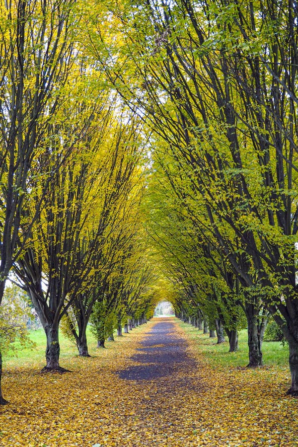 Autumn Mood Landscape with Lake and Forest in the Perfect Sunny Weather ...