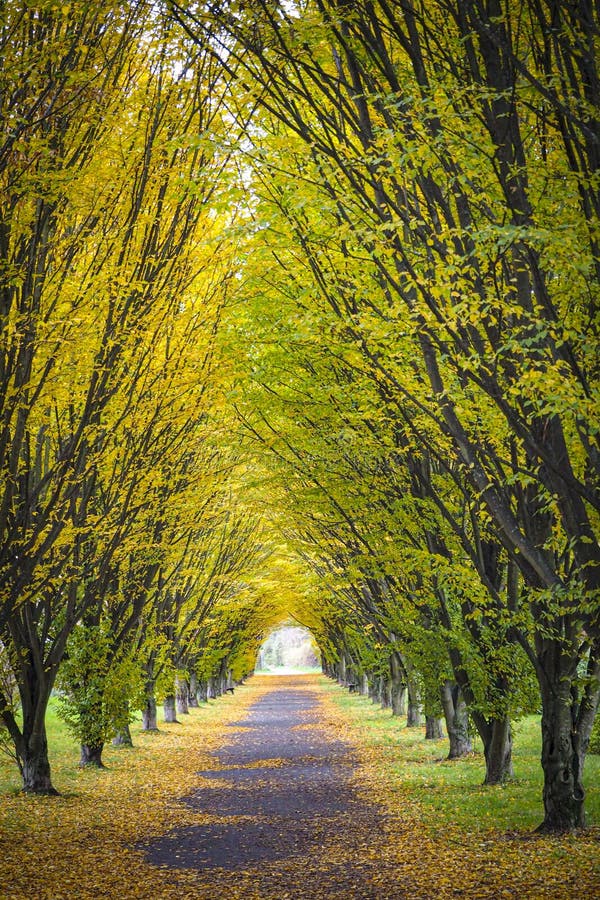 Autumn Mood of Lonely Park Path without People Stock Image - Image of ...