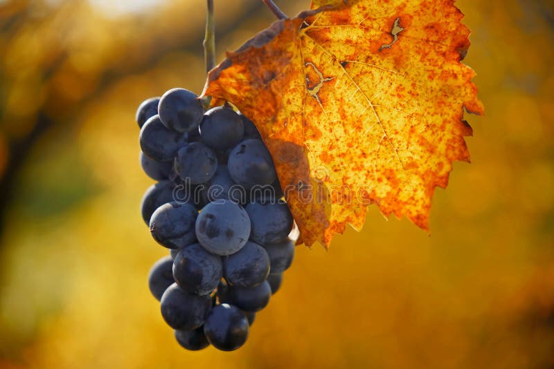 Autumn mood stock image. Image of autumn, leaf, fruits - 262159073