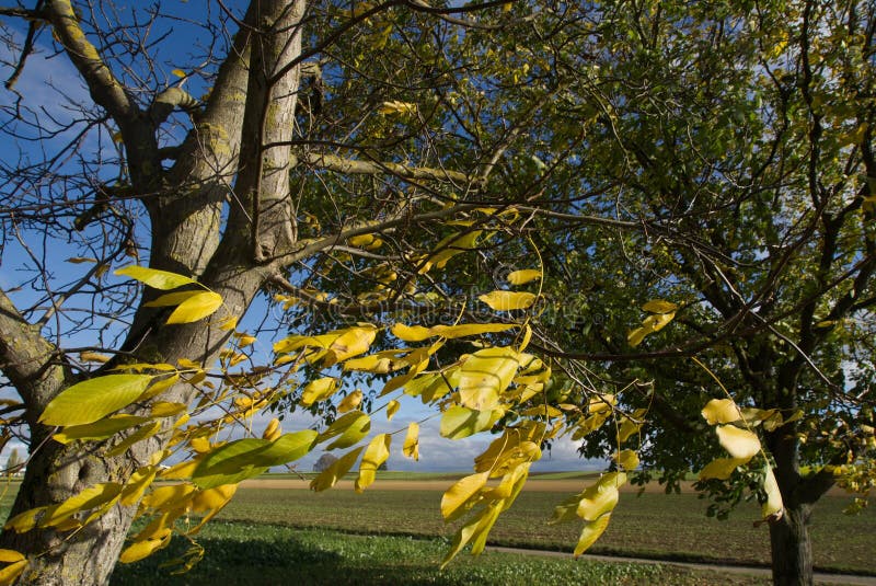 Autumn Mood - Walnut Tree with Few Yellow Leaves in the Sunshine Stock ...
