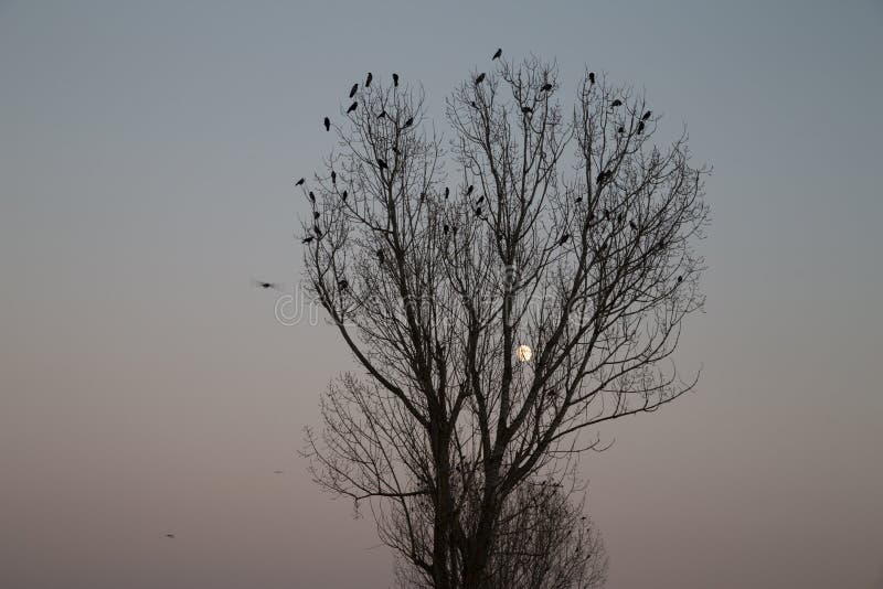 Autumn Moon Crow Tree stock image. Image of birds, crow - 47208825