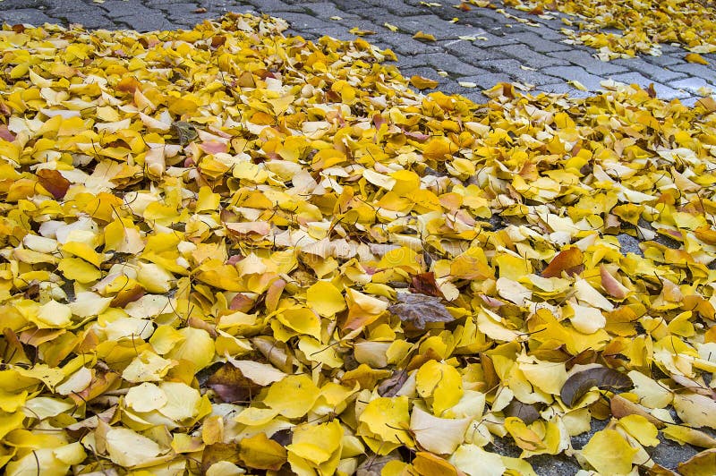 Autumn Moon and Fall Leaves, in Autumn the Leaves Turn Yellow and Loss ...