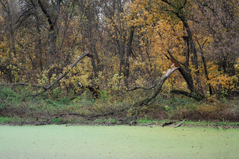 Autumn Morass stock image. Image of backwoods, nature - 53440173