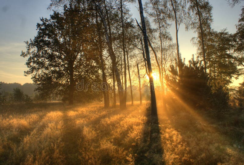 Autumn morning stock image. Image of morning, plant, forests - 22111989