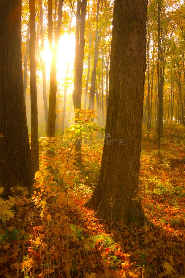 Autumn morning stock photo. Image of october, nature - 23658450