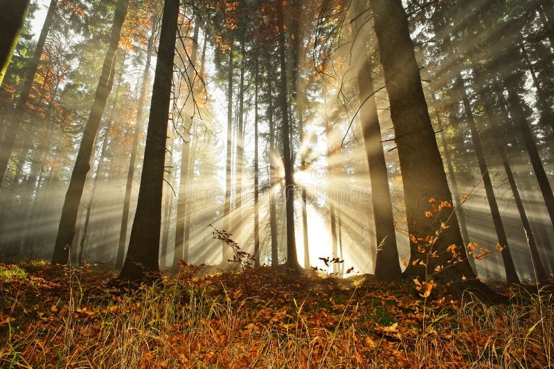 Autumn morning stock image. Image of morning, fall, fogy - 27254299