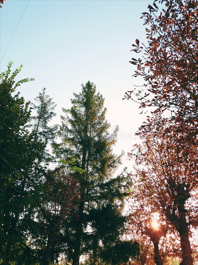 Autumn morning stock photo. Image of blue, morning, clear - 126389270