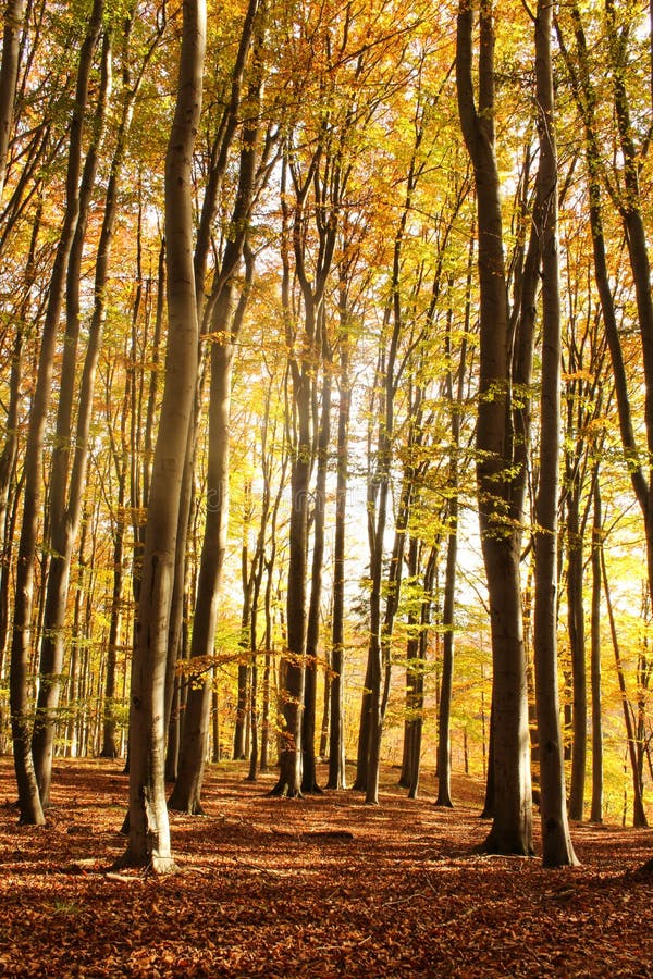 Autumn morning forest stock image. Image of cave, vegetation - 102025455