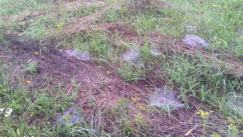 Hay and Spider Web and Green Grass. Autumn Morning. Stock Photo - Image ...