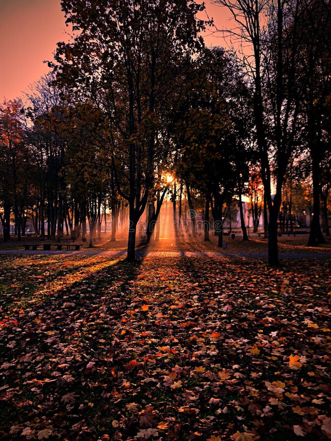 Morning leaves stock photo. Image of leaf, outdoors, environment - 17326808