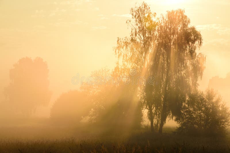 In Autumn in the Morning the Sun Rises Behind the Trees, Behind the ...