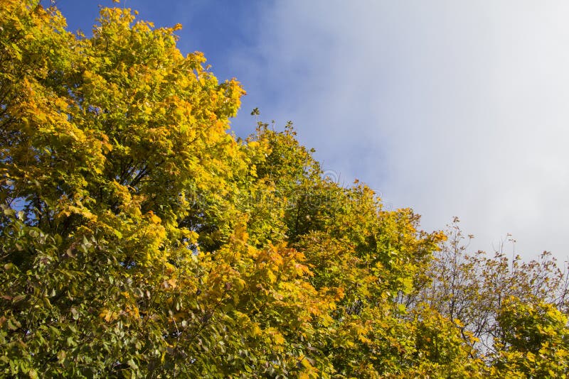 Autumn morning stock image. Image of bushes, nature, autumn - 89732579