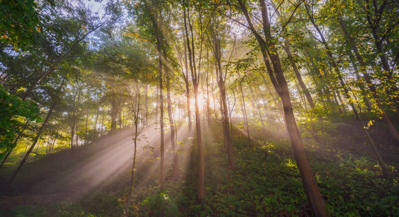 Autumn Morning View in a Mist and Light Rays in the Forest Stock Image ...
