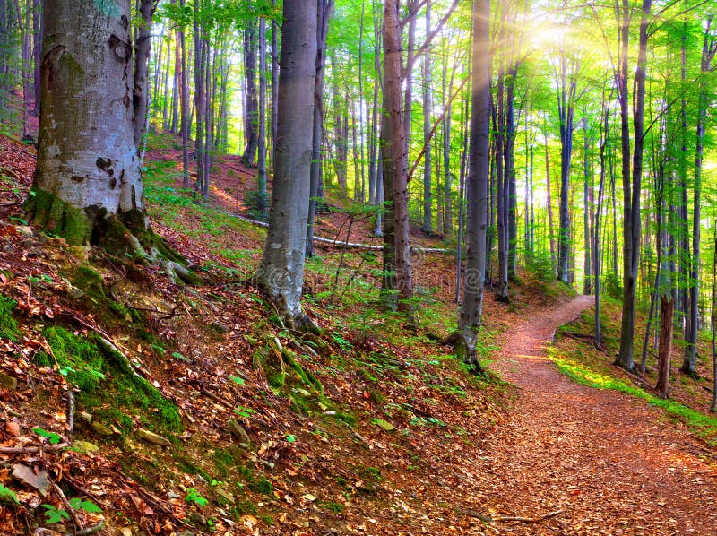 Autumn morning in woods stock image. Image of leaf, scenery - 34704163