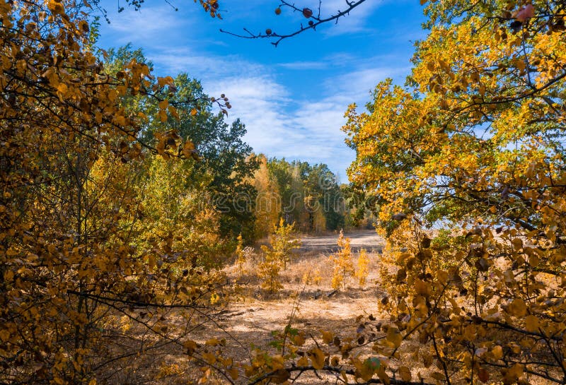 Autumn Morning in the Yellow Oak Forest during Leaf Fall Stock Image ...