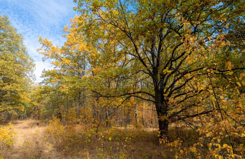 Autumn Morning in the Yellow Oak Forest during Leaf Fall, Old Oak Close ...