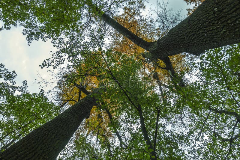 Autumn in Moscow stock photo. Image of fall, russia, cloud - 81112964