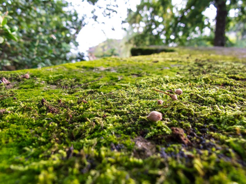 Autumn moss stock image. Image of green, light, plants - 27138647