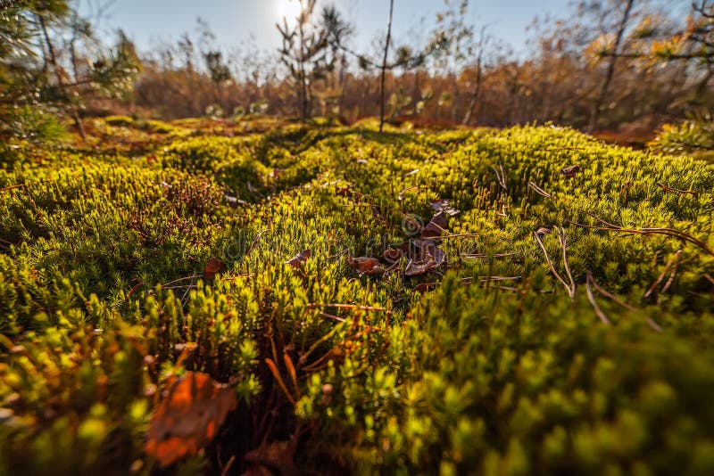 Autumn Moss Closeup Nature Background Stock Photo - Image of plant ...