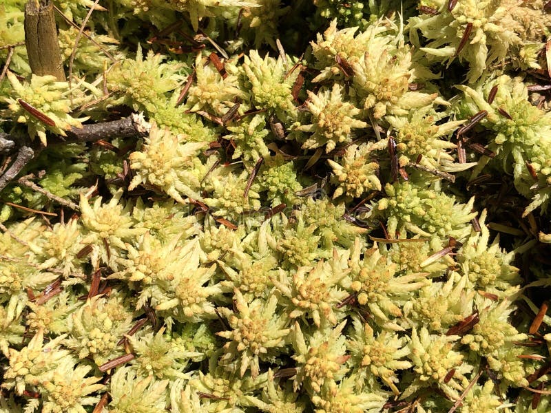 Autumn moss stock image. Image of plant, moss, brown - 159565797