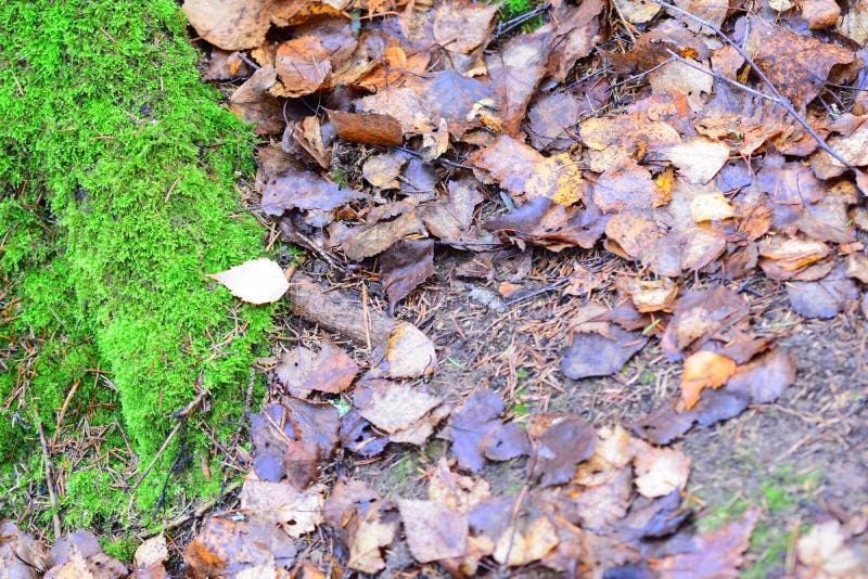 Autumn: Moss and Withered Leaves. Stock Photo - Image of autumn, nature ...