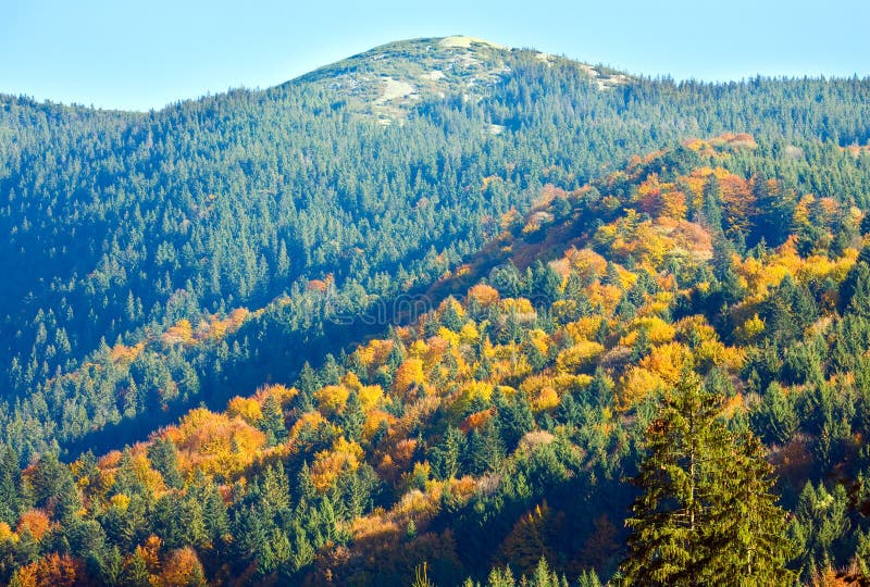 Autumn mountain forest stock image. Image of tree, october - 26786001