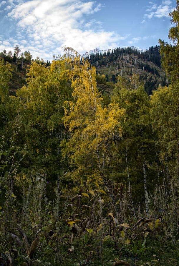 Autumn in the Mountain Forest. Stock Image - Image of autumn, motion ...