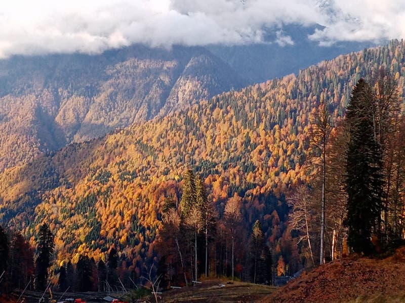 Autumn in Mountain. Golden Yellow Trees in Mountains and Clouds Stock ...