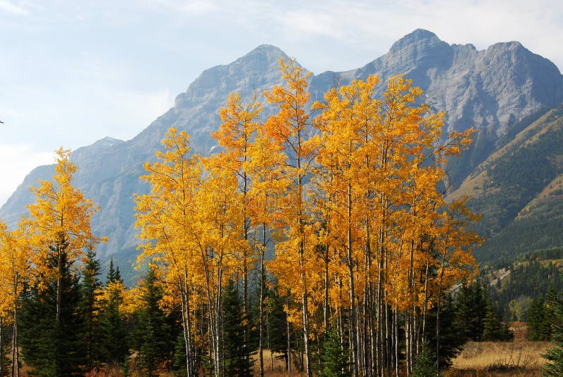 Autumn Mountains and Forests Stock Image - Image of color, canada: 6975269