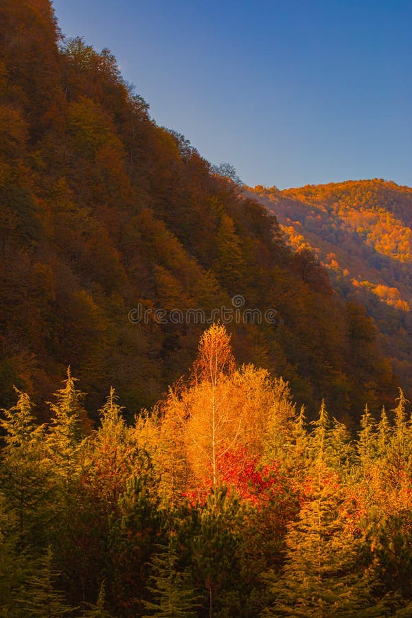 Autumn Mountains Landscape. Beautiful Autumn Forest with Orange and ...