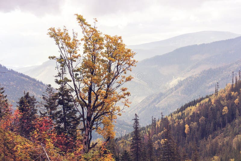 Autumn mountains stock photo. Image of nature, foliage - 200298130