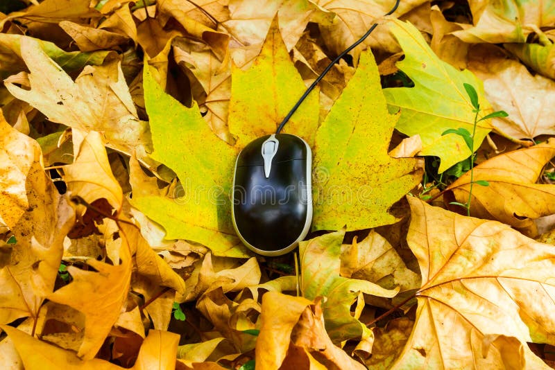 Autumn mouse stock image. Image of decoration, leaves - 32044145