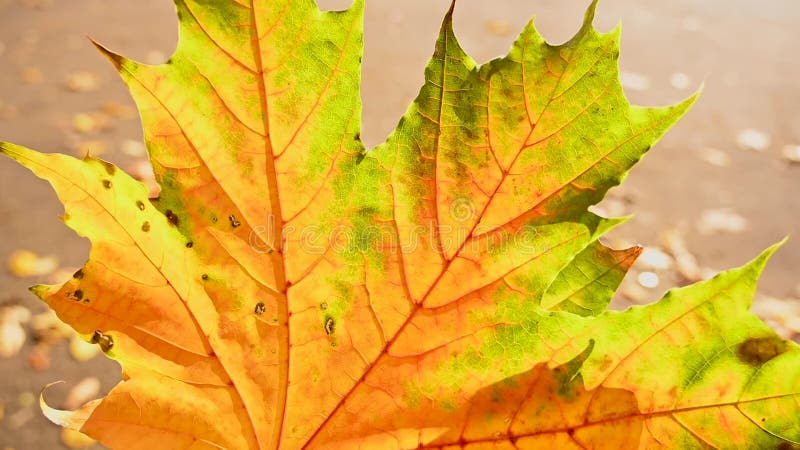 Autumn Multi Colored Maple Leaf in the Wind Slow Movement. Leaf Fall ...