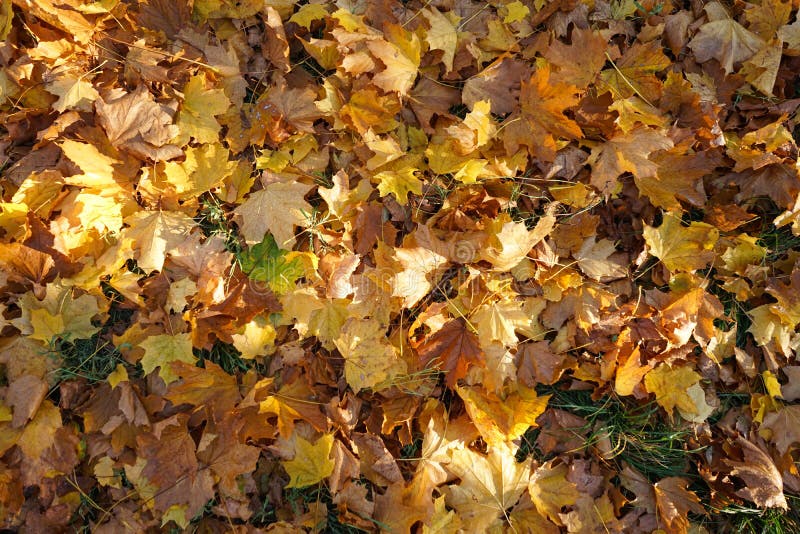 Autumn. Multi-colored Maple Leaves Lie on the Grass, Top View Stock ...