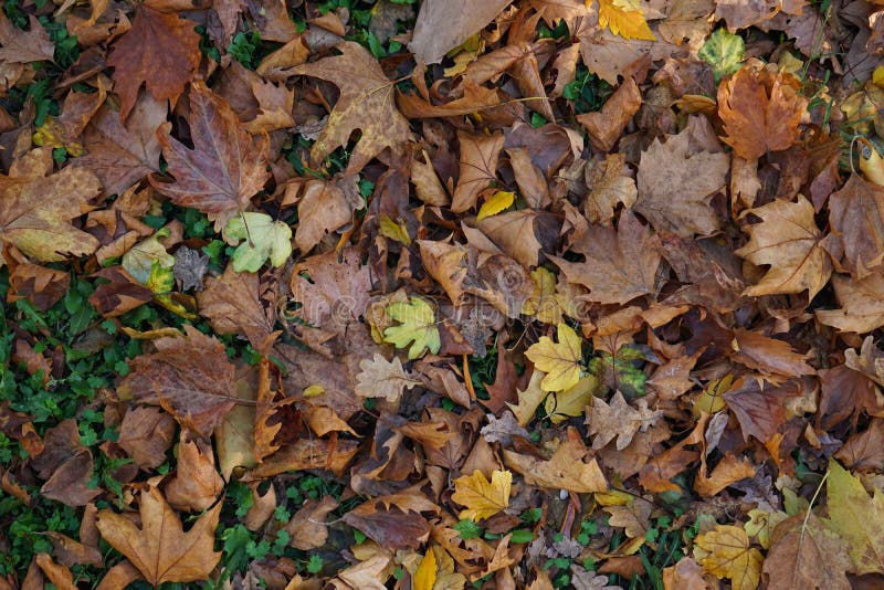 Autumn. Multi-colored Maple Leaves Lie on the Grass, Top View Stock ...
