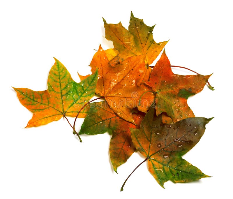 Autumn Multicolor Maple-leafs with Water Drops Stock Image - Image of ...