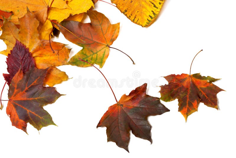 Autumn Multicolor Maple Leaves Stock Photo - Image of nature, plant ...