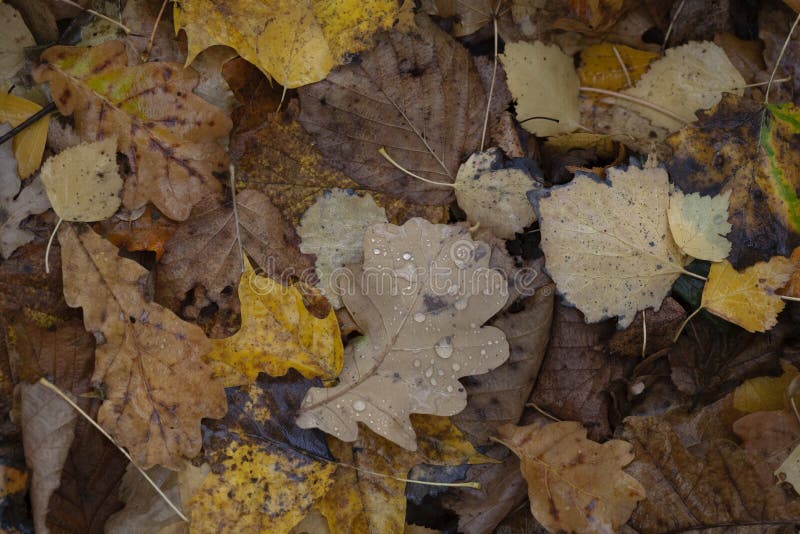 Autumn Multicolor Tree Leaves in Creative Mess on the Ground Stock ...