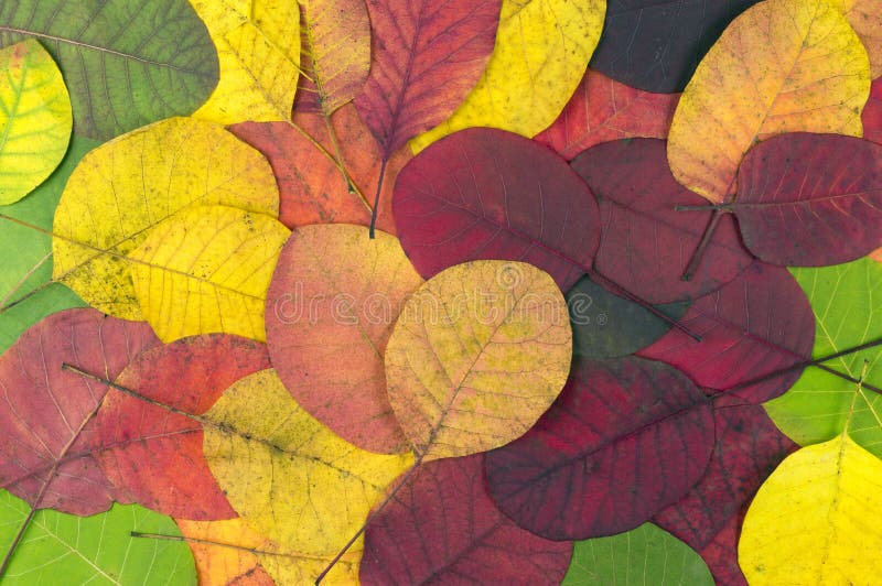 Autumn Multicolored Leaves. Texture Bright Autumn Leaves. Autumn Leaves ...