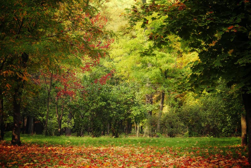 Autumn Scenery, Deciduous Forest. Blurred Image Stock Photo - Image of ...