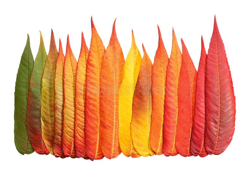 Autumn Multicolour Leaves in Row Stock Photo - Image of bright, brown ...