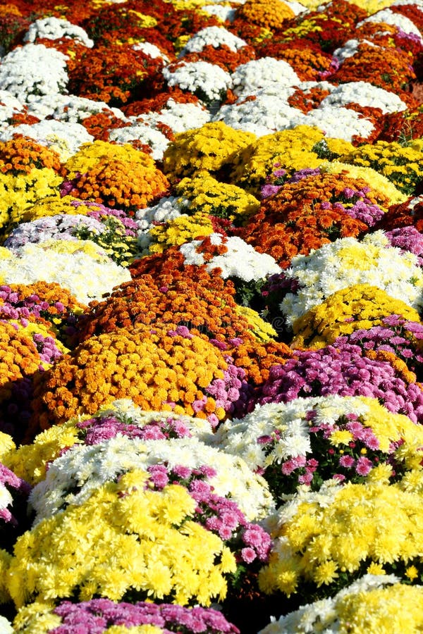 Autumn mum flowers stock photo. Image of beauty, beautiful - 7167862