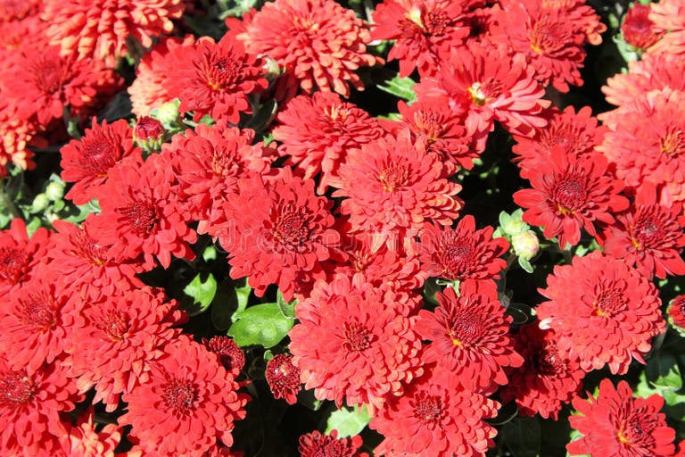 8,244 Mums Background Stock Photos - Free & Royalty-Free Stock Photos ...