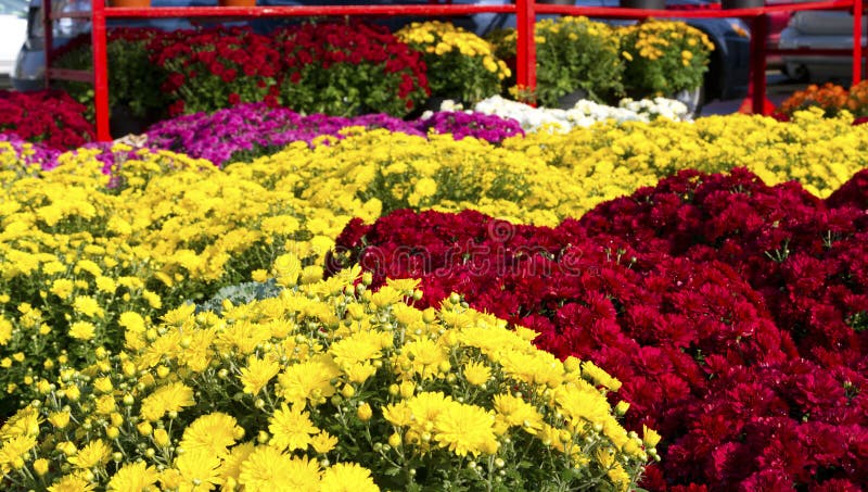 Carnations stock photo. Image of nature, flower, abloom - 5199346