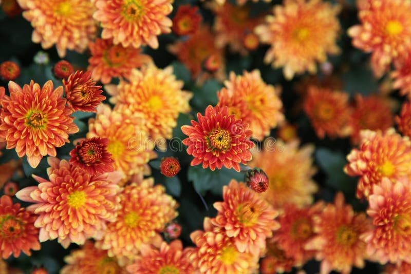 Autumn Mums on Display stock photo. Image of orange - 232212752