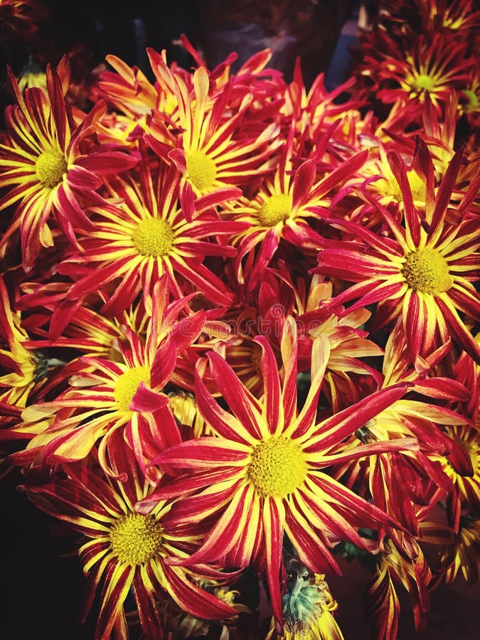 Autumn mums stock image. Image of fall, blooms, open - 101069185