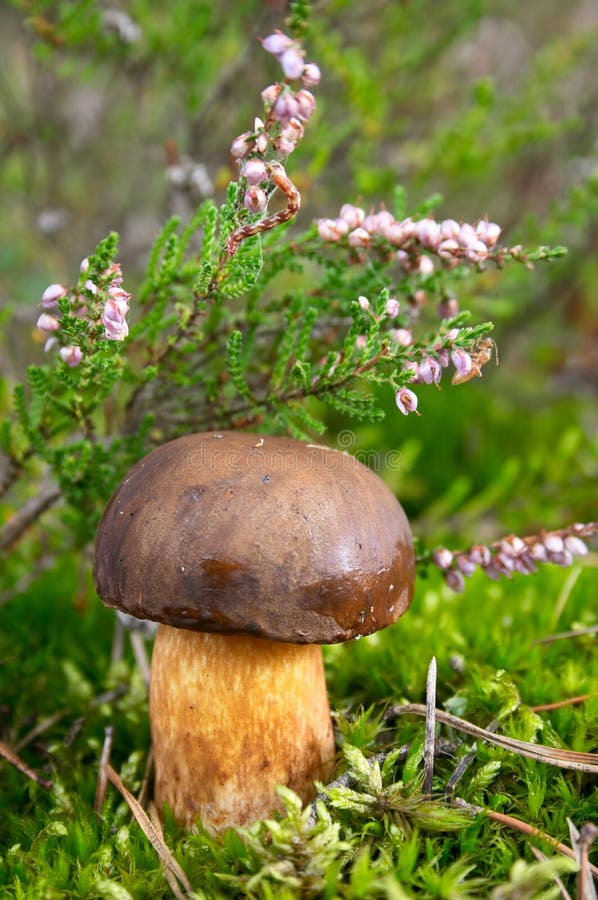 Autumn Mushroom in Forest Under Heather Flower Stock Photo - Image of ...
