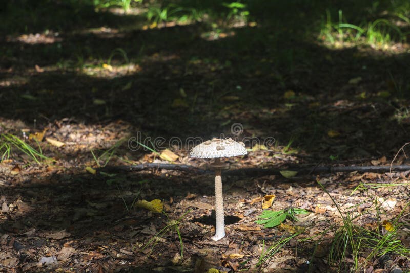 Autumn Mushrooms in an Old Dense Forest Stock Photo - Image of dense ... Autumn Mushrooms in an Old Dense Forest Stock Photo - Image of dense ...