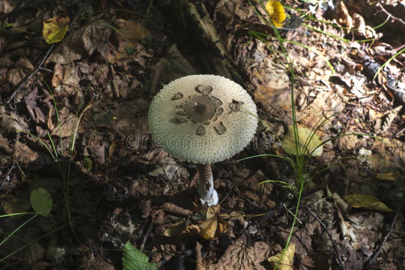 Autumn Mushrooms in an Old Dense Forest Stock Image - Image of dense ... Autumn Mushrooms in an Old Dense Forest Stock Image - Image of dense ...